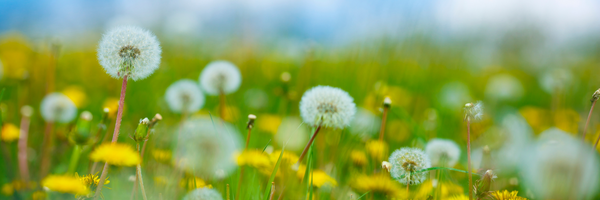 Taking Dandelion Root for Water Retention